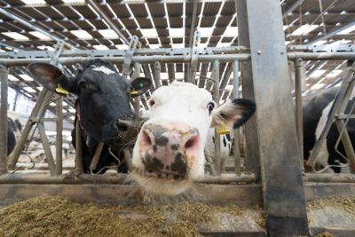 Animal Science BSc | University of Nottingham